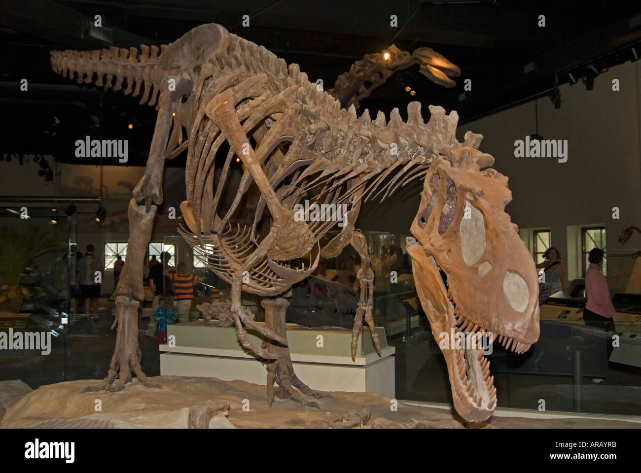 Tyrannosaurus rex skeleton hi-res stock photography and images - Alamy