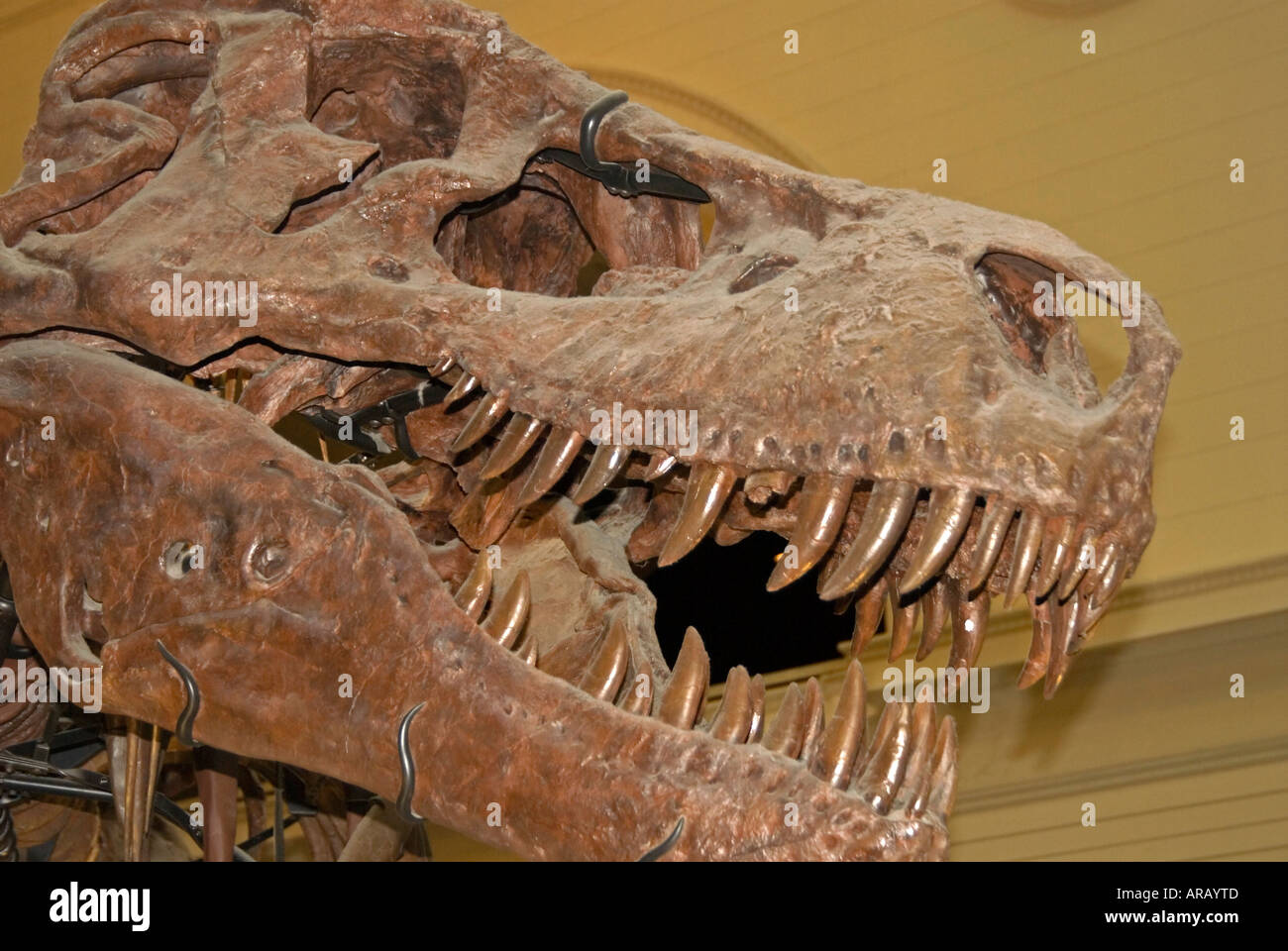 Sue dinosaur hi-res stock photography and images - Alamy