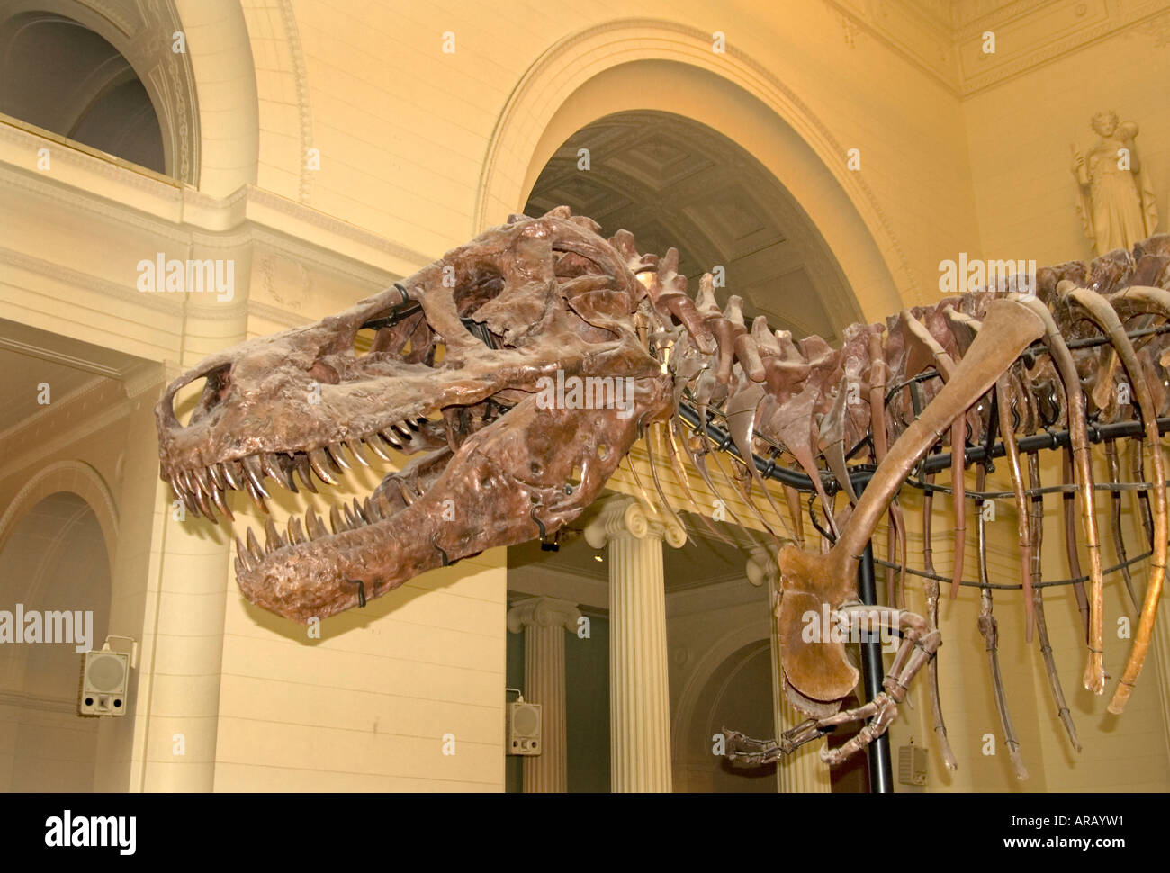 Tyrannosaurus Rex "Sue" 9 Stock Photo - Alamy