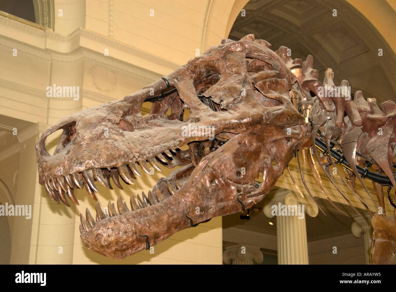 Tyrannosaurus Rex "Sue" 8 Stock Photo - Alamy