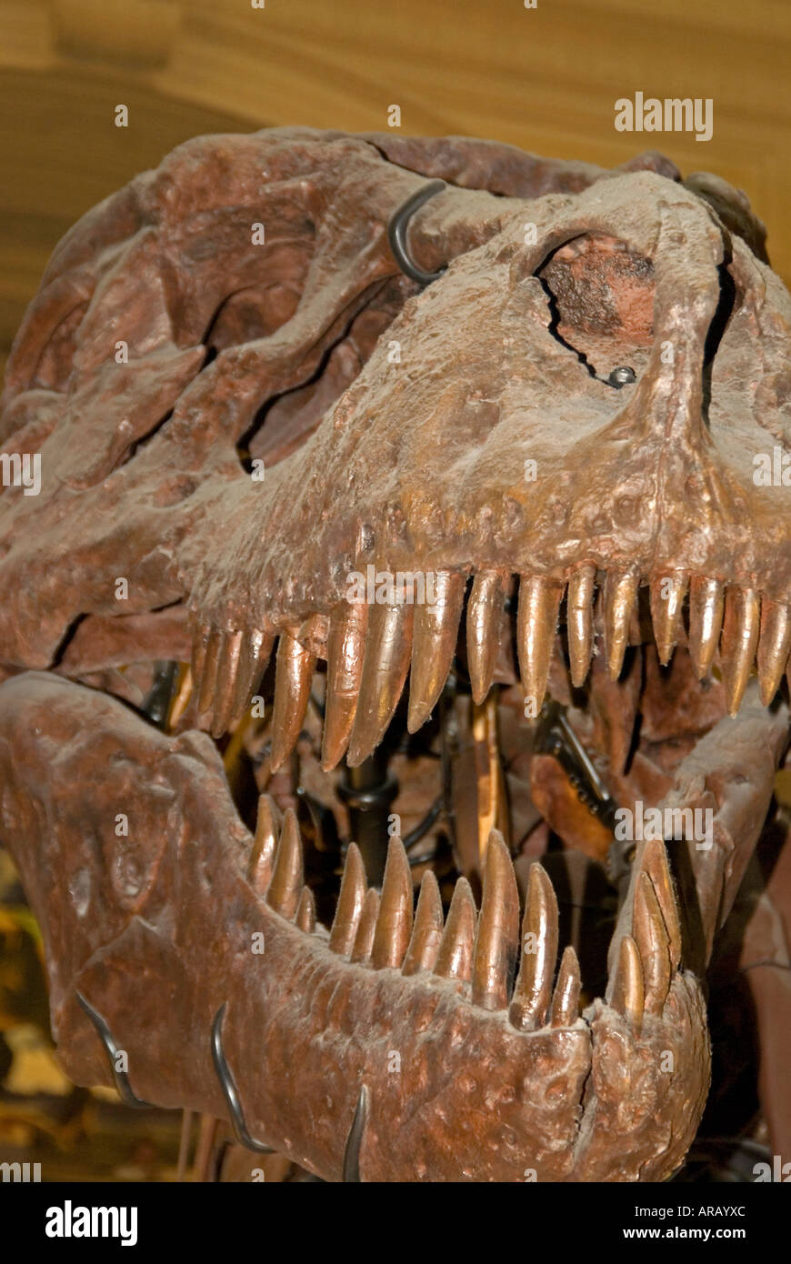 Tyrannosaurus sue at hi-res stock photography and images - Alamy