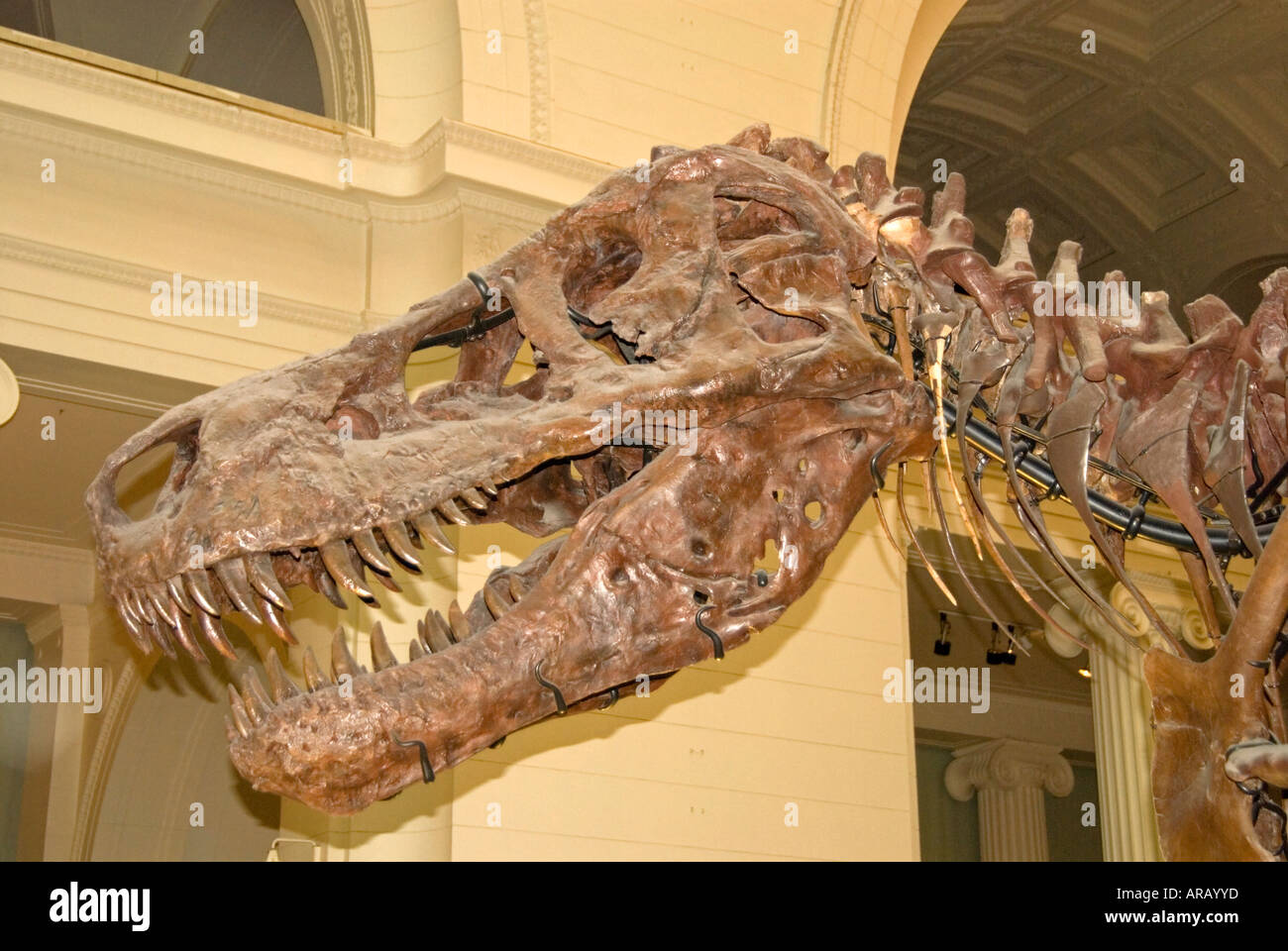 Tyrannosaurus sue at hi-res stock photography and images - Alamy
