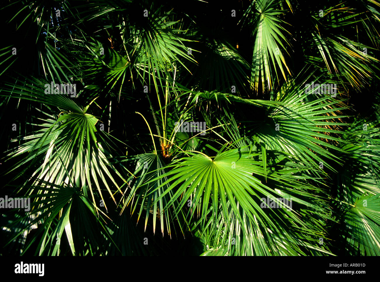 Palm leaves green on hi-res stock photography and images - Alamy
