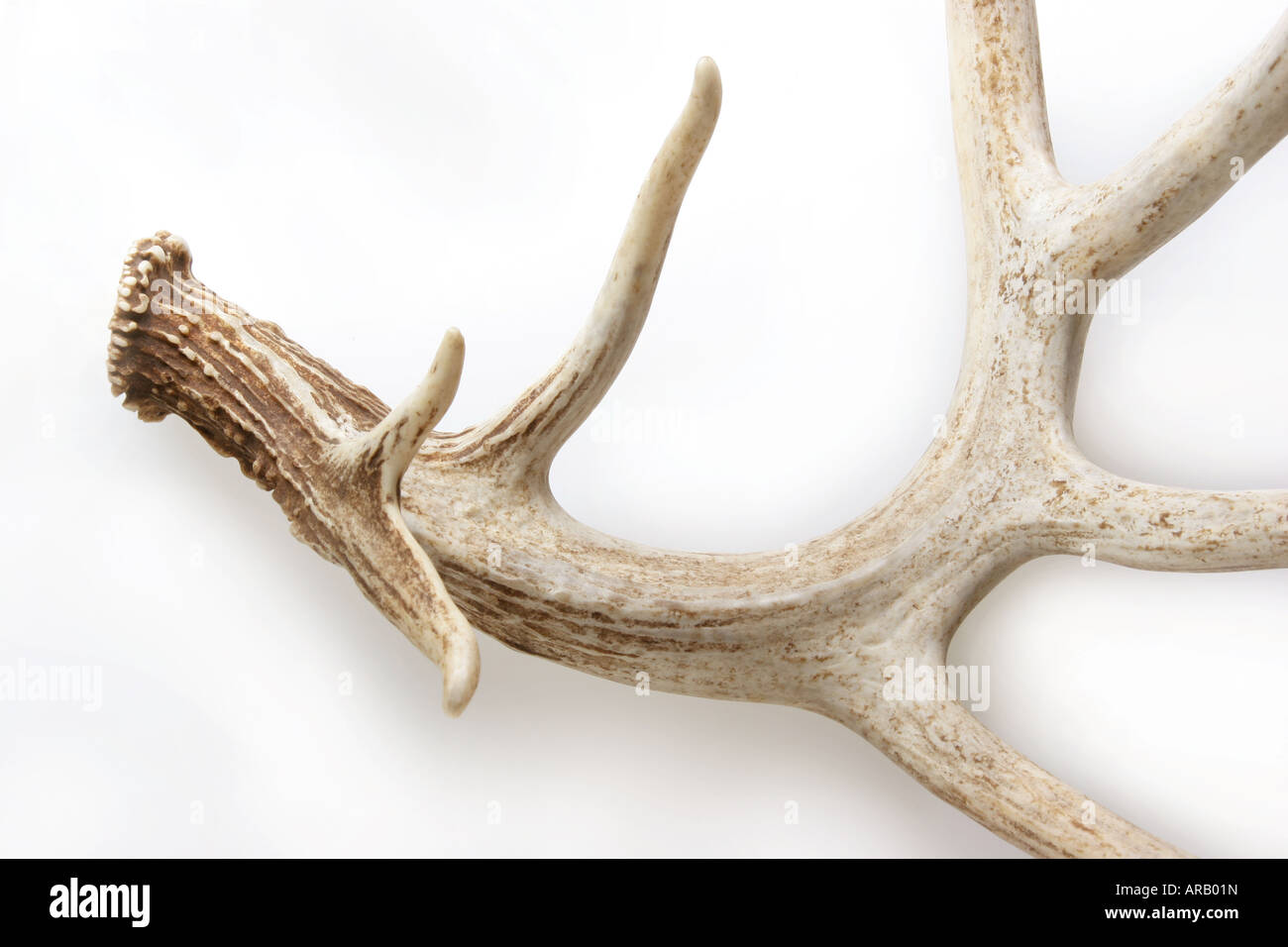 whitetail deer antlers Stock Photo - Alamy