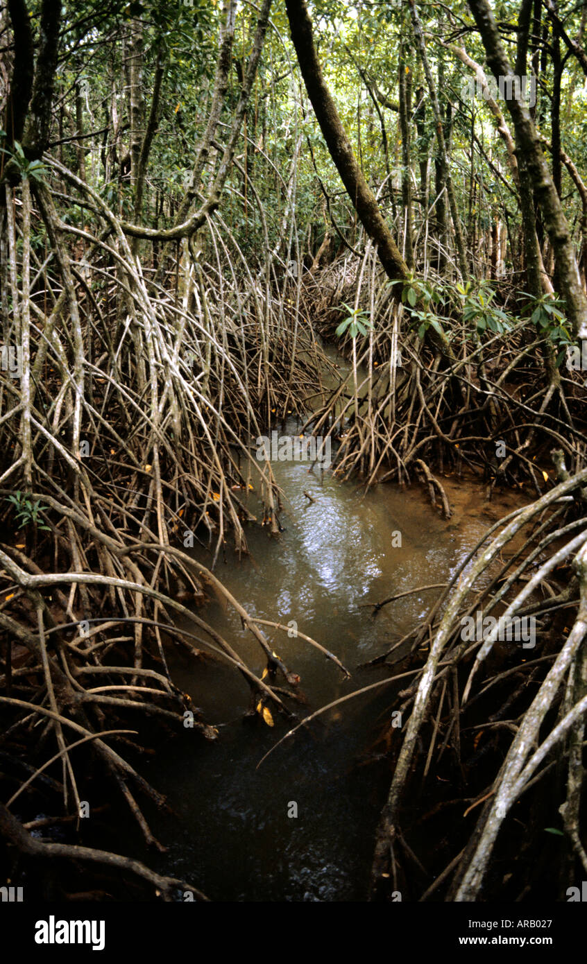 Mangrove swamp in queensland hi-res stock photography and images - Alamy