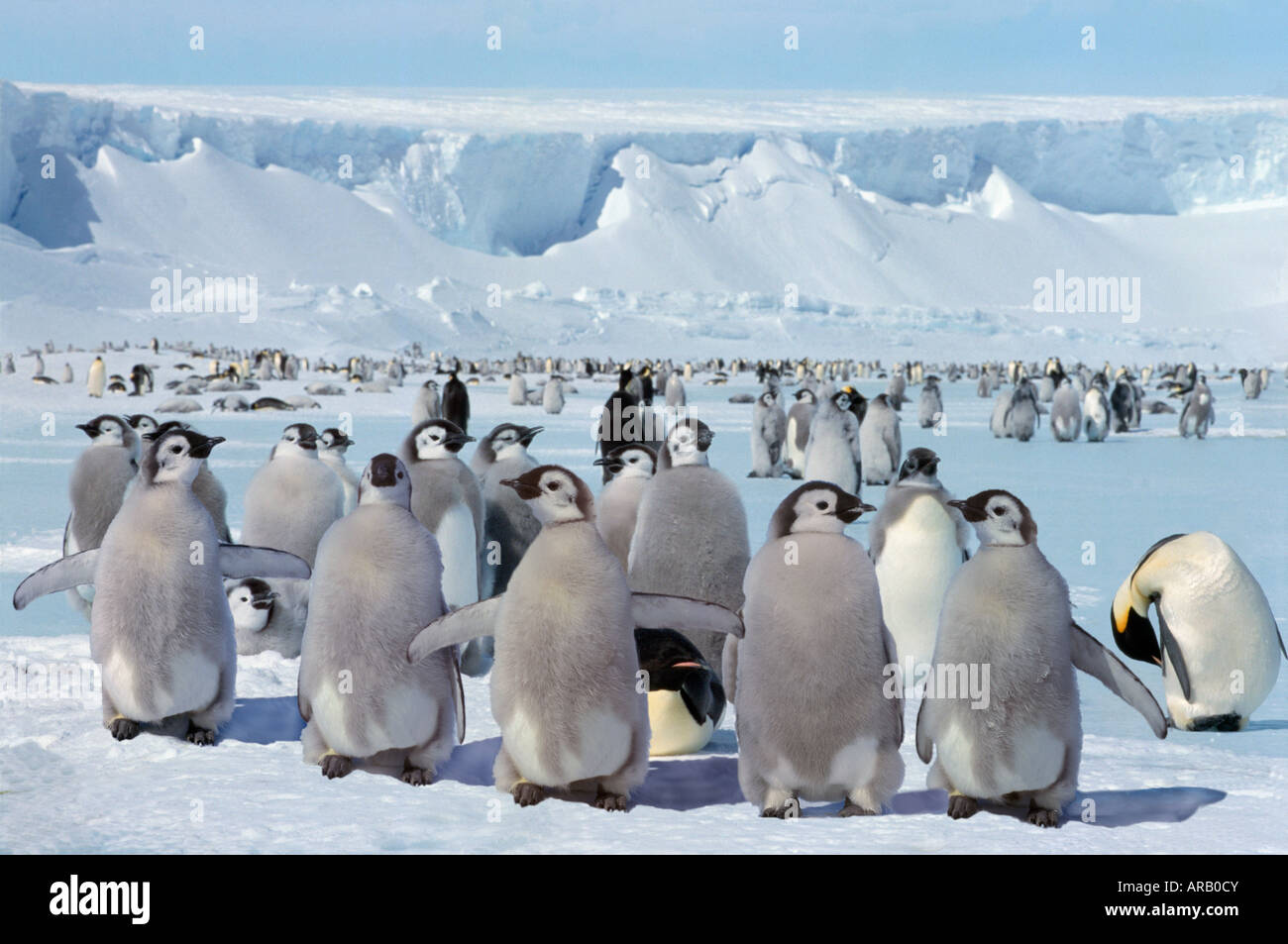 manchot empereur Kaiserpinguin Emperor Penguin Aptenodytes forsteri ...