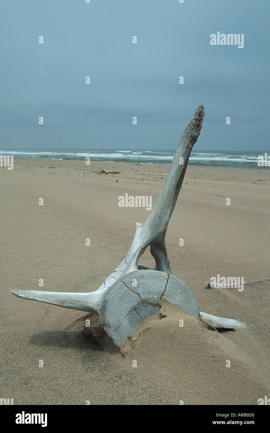 Whale Vertebrae On Beach Arctocephalus pusillus pusillus Cape Cross ...