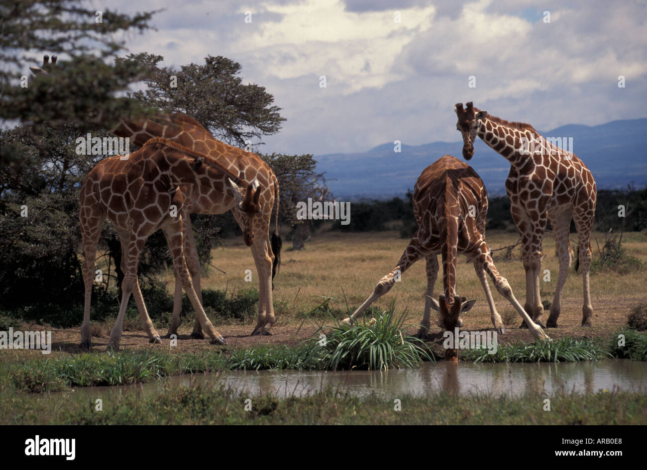 Giraffe Wart Hogs at Water Hole Giraffa reticulate Sweet Water Camp ...