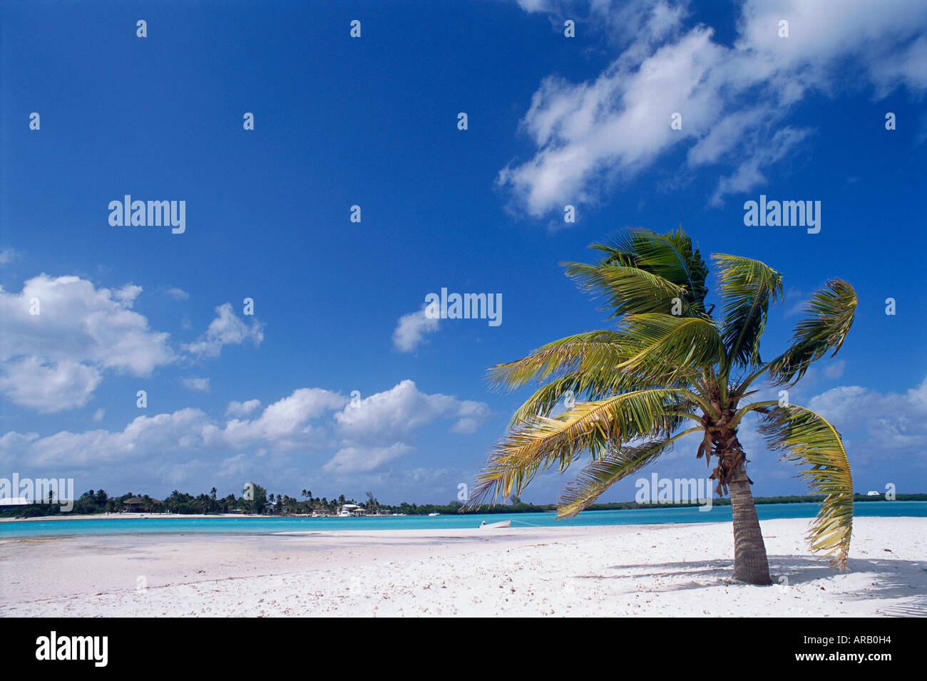 Palm Tree on Beach, Cayman Islands Stock Photo - Alamy