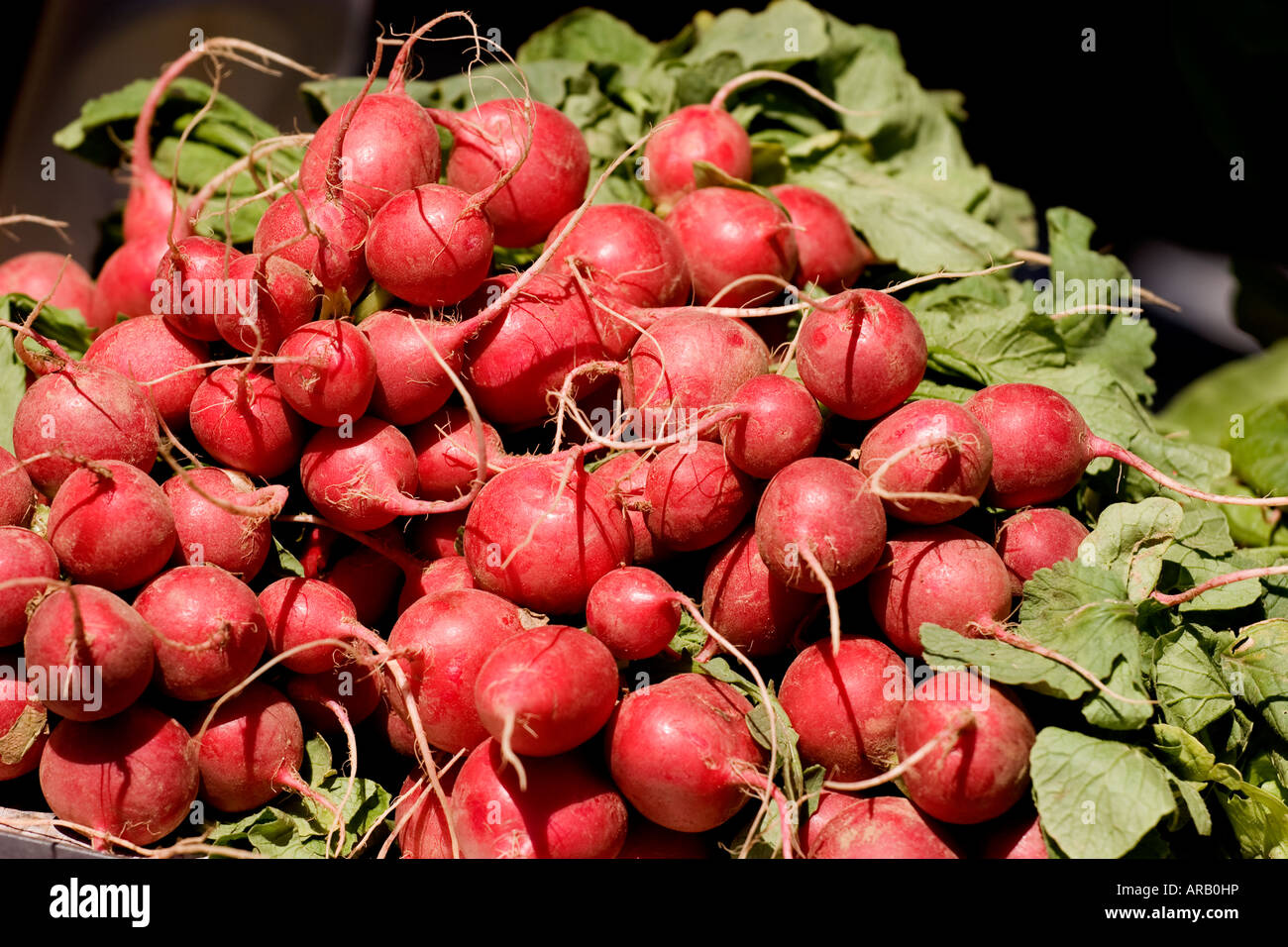 Market fresh bunch of radishes Stock Photo - Alamy