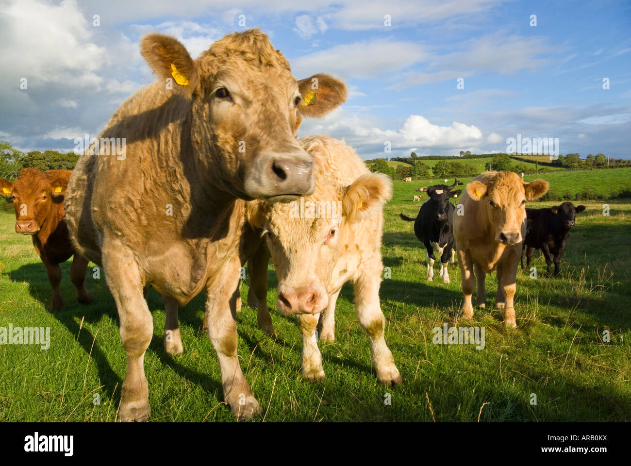 cows in field, County Down, Northern Ireland, UK Stock Photo - Alamy