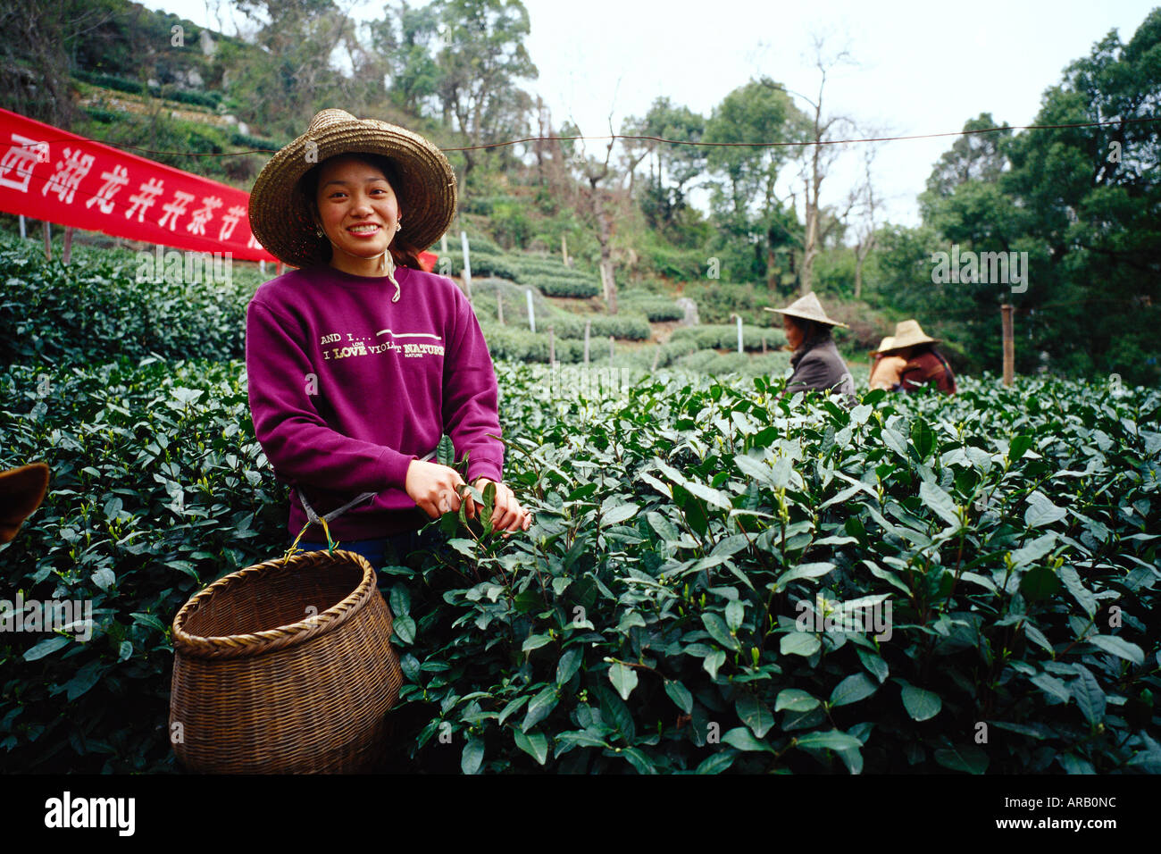 Woman Picking Tea, Hangzhou, China Stock Photo - Alamy