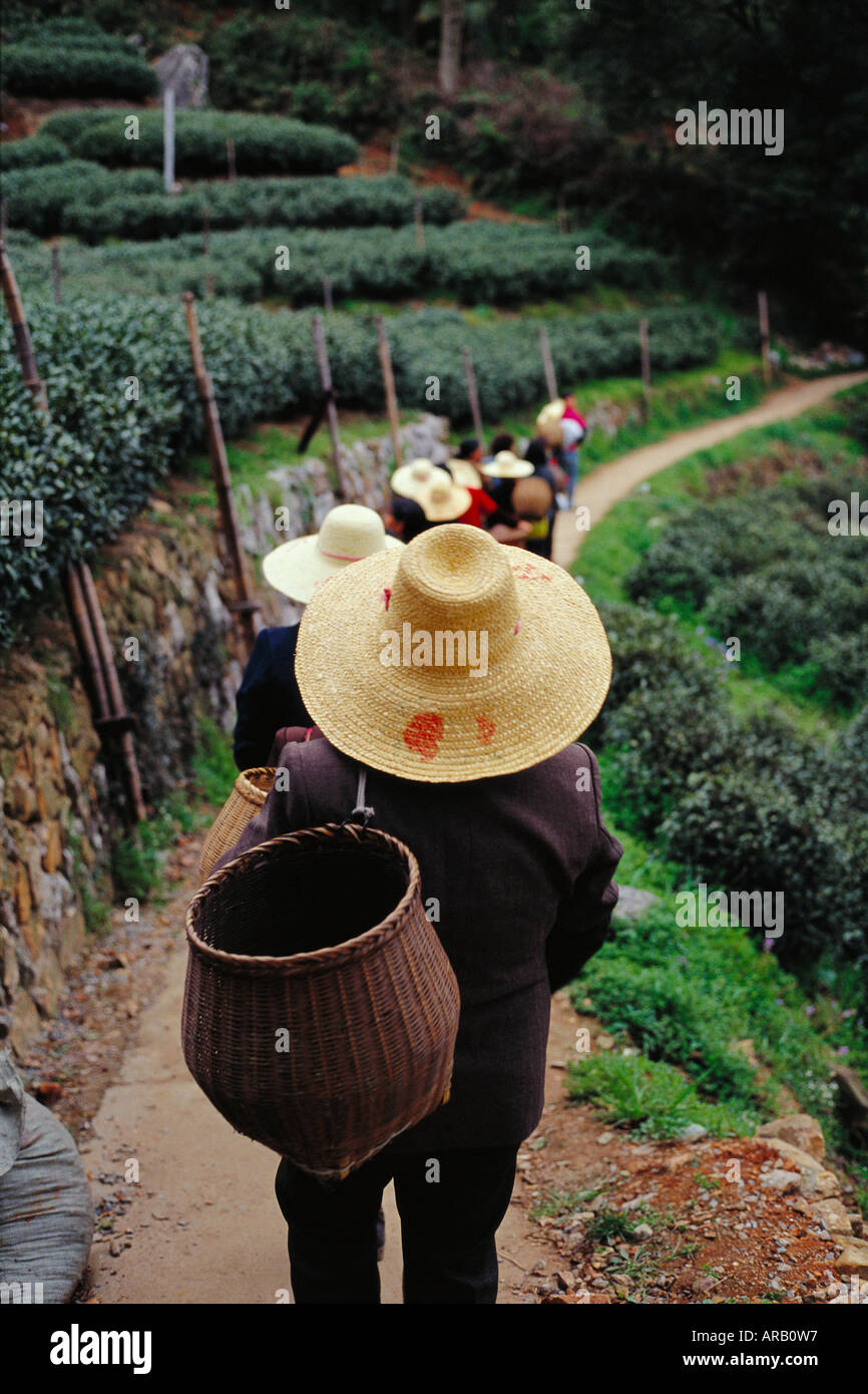 Tea Plantation, Hangzhou, China Stock Photo - Alamy
