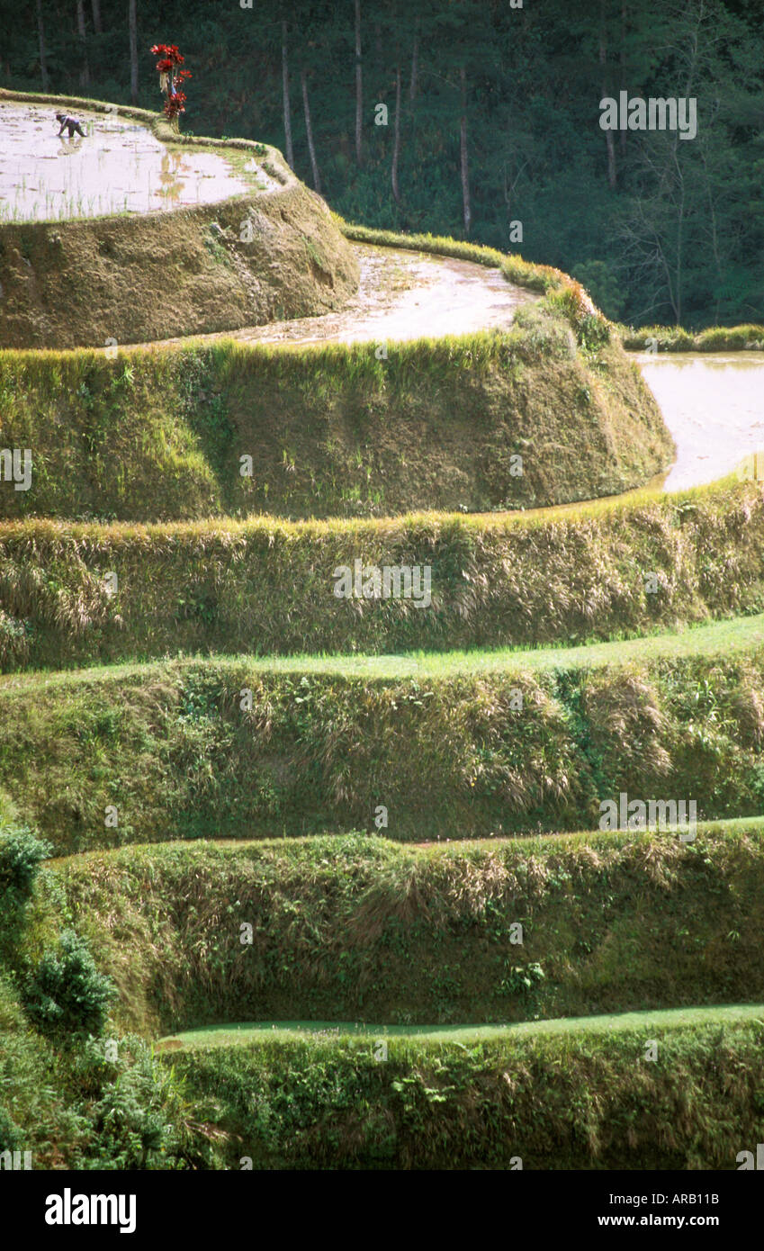 Tradition traditional farm farmer farming grow food growing agriculture ...