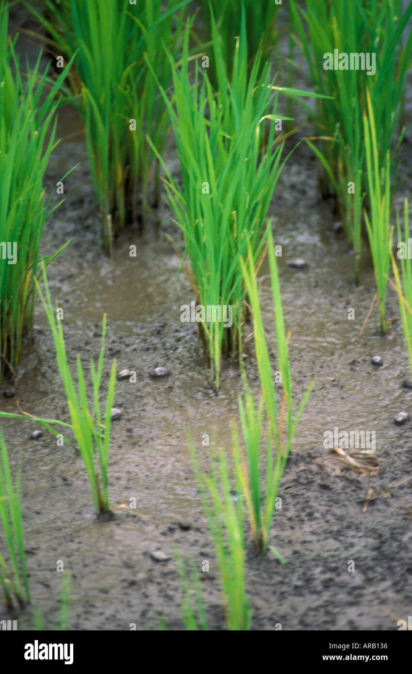 Closeup View Of Rice Growing Philippines Stock Photo - Alamy