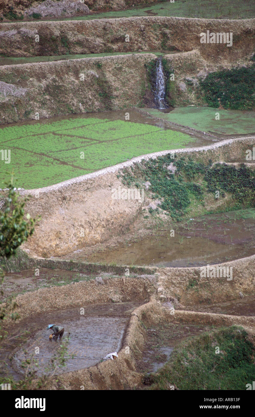 Philippines Farmer Farming Tiered Rice Terrace Banaue Aerial View Stock ...