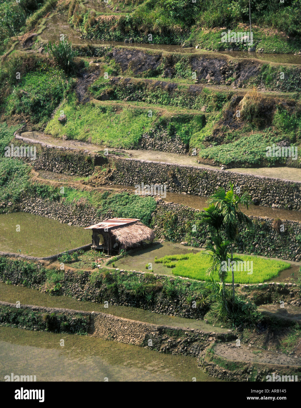 Philippines Tiered Rice Terrace Ifugao House Banaue Stock Photo - Alamy