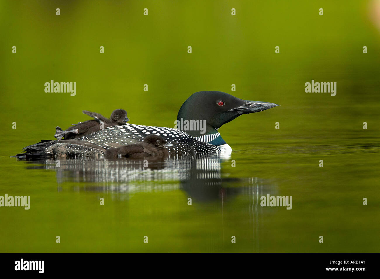 Chicks chicks hi-res stock photography and images - Alamy