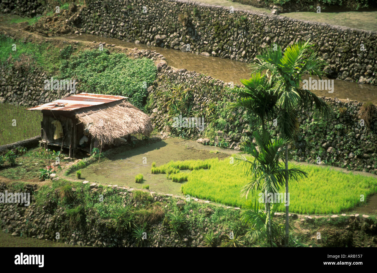 Philippines Tiered Rice Terrace Ifugao House Hungduan Stock Photo - Alamy