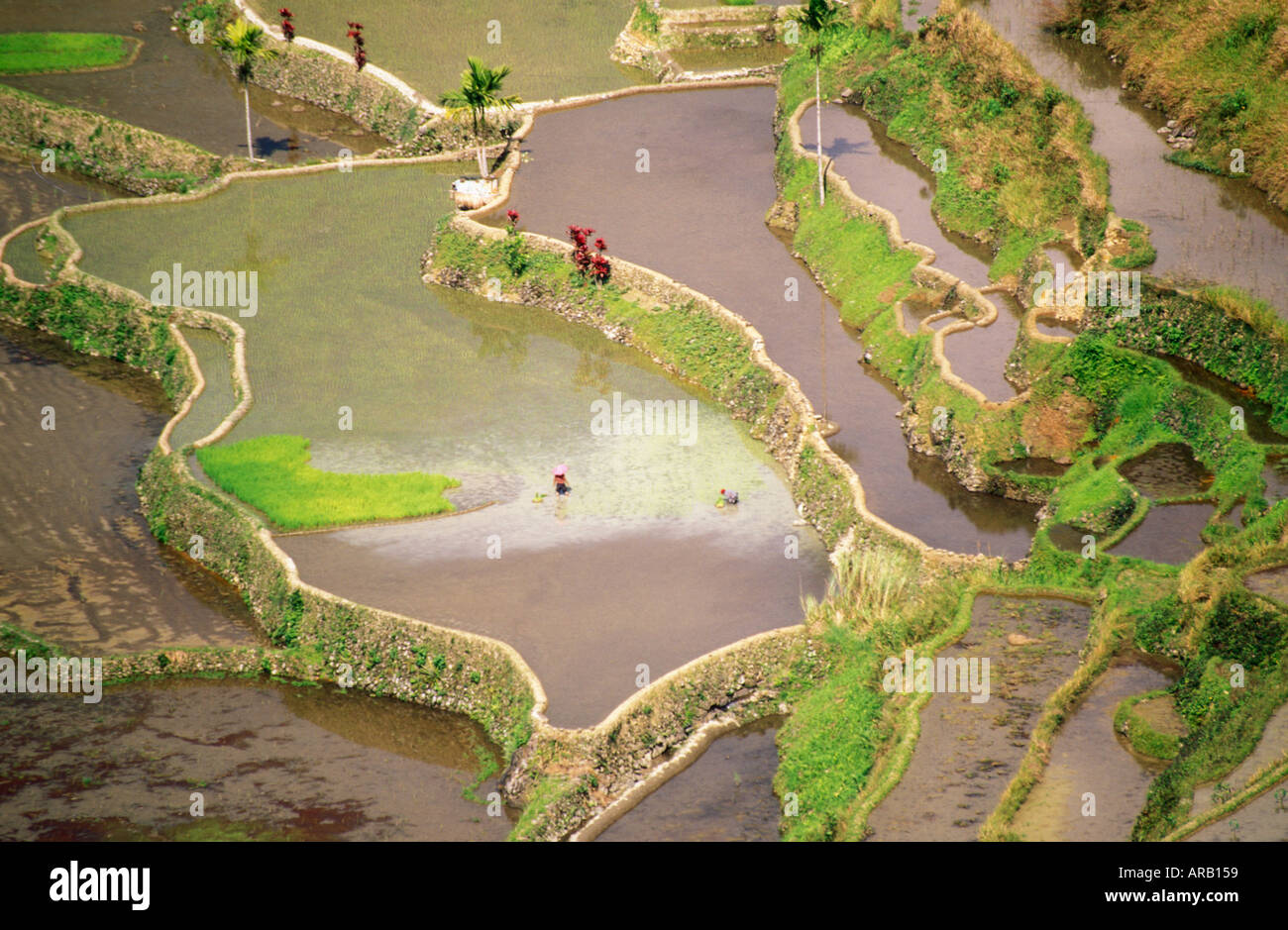 Philippines Aerial View Of Tiered Rice Terrace Hungduan Ifugao Stock ...