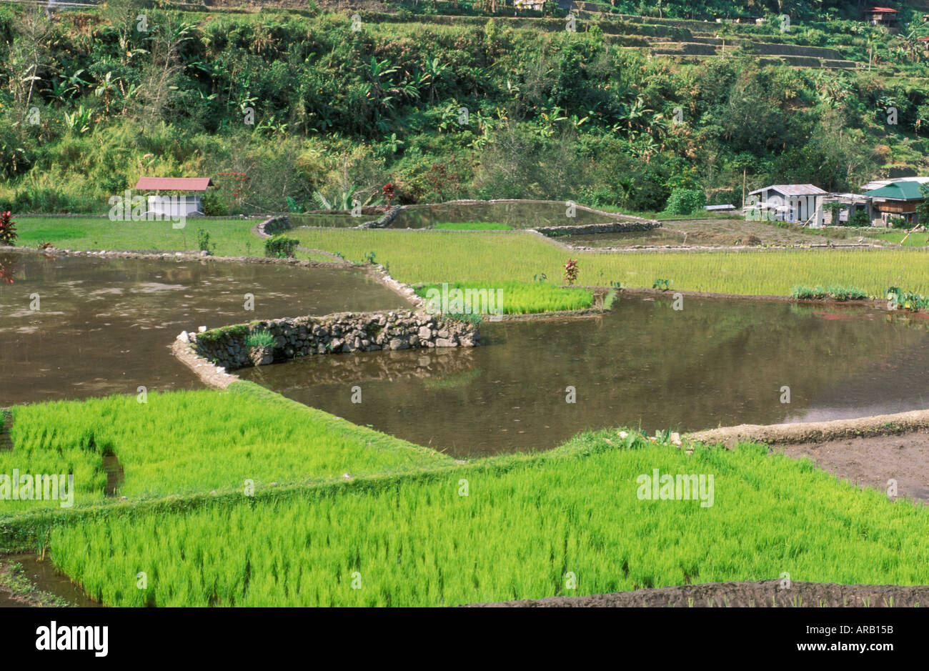 Hungduan rice terraces hi-res stock photography and images - Alamy