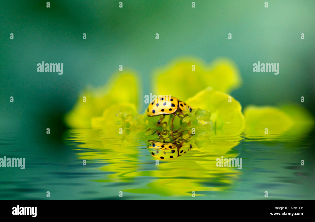 Ladybug on flowers Stock Photo - Alamy
