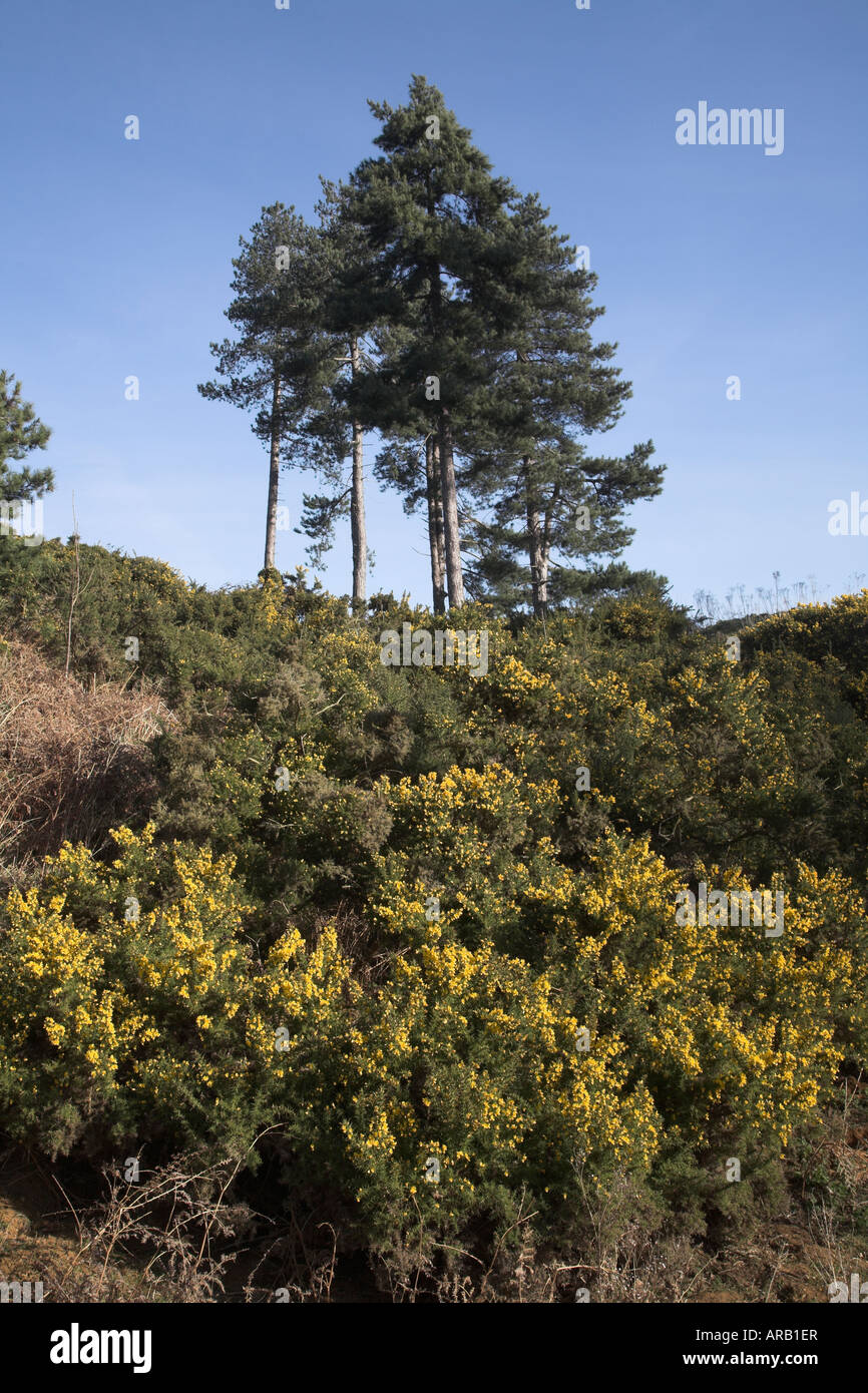 Gorse and trees hi-res stock photography and images - Alamy