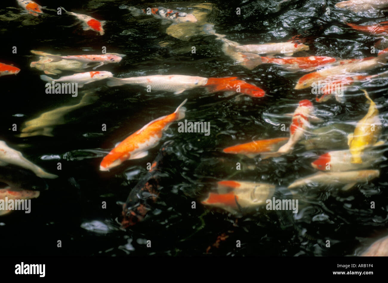 Taiwan koi hi-res stock photography and images - Alamy
