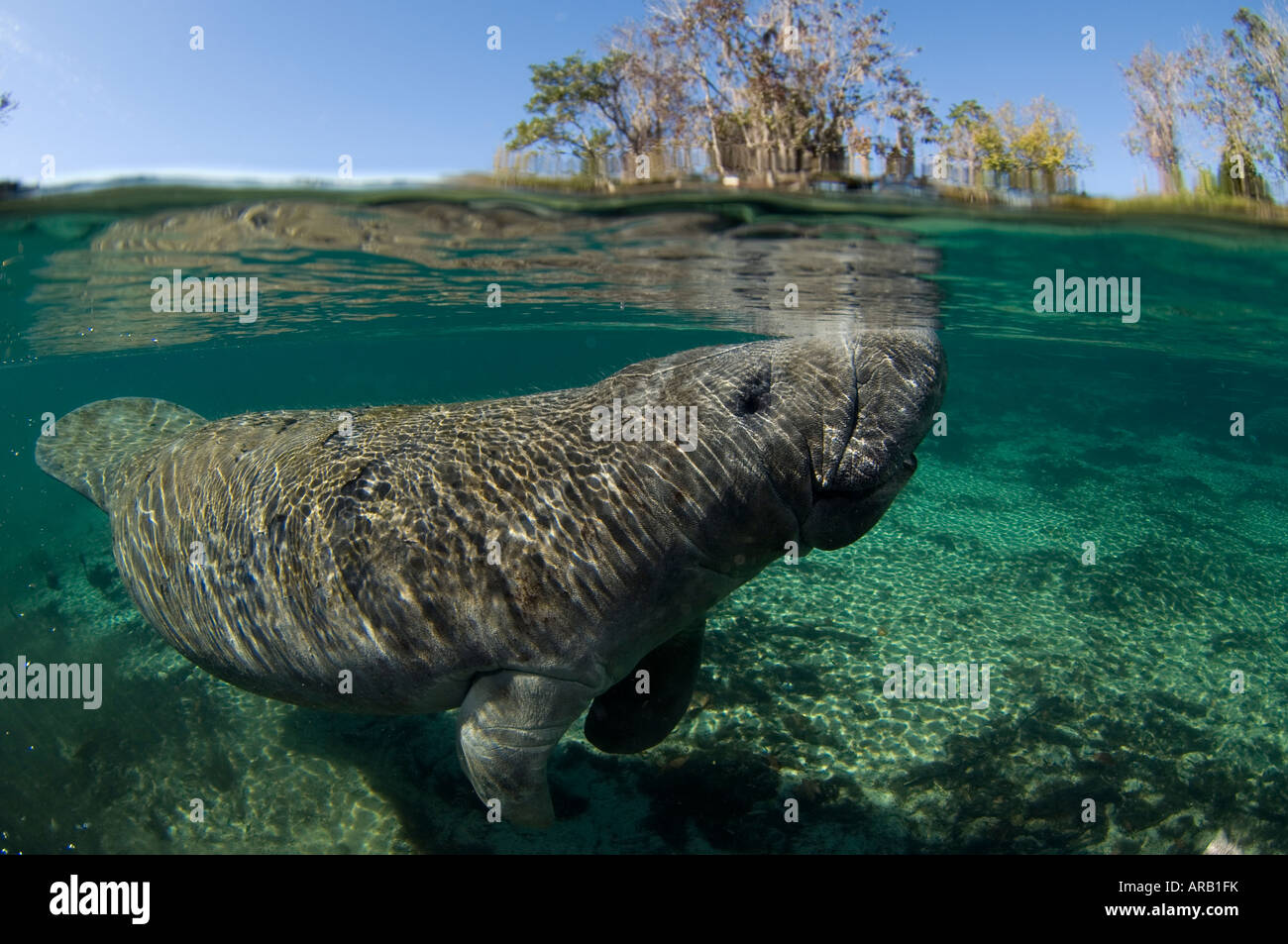Florida Manatee Trichechus manatus latirostris photographed in Crystal ... Florida Manatee Trichechus manatus latirostris photographed in Crystal ...