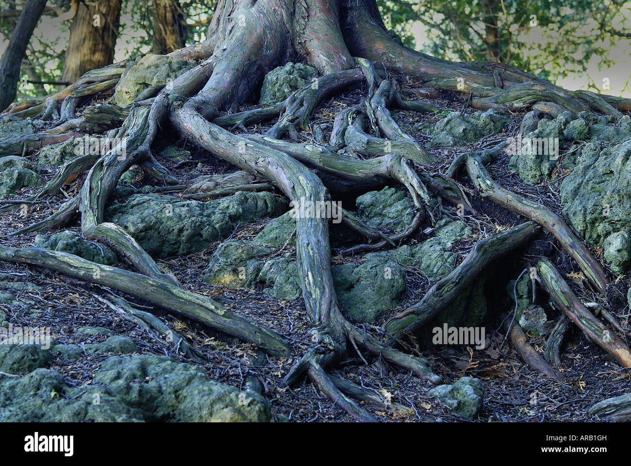 Cedar Tree Roots Stock Photo - Alamy Cedar Tree Roots Stock Photo - Alamy