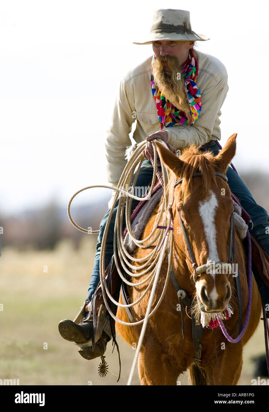 MR Duane a ranch hand on the Hanley Ranch works cows at the spring ...