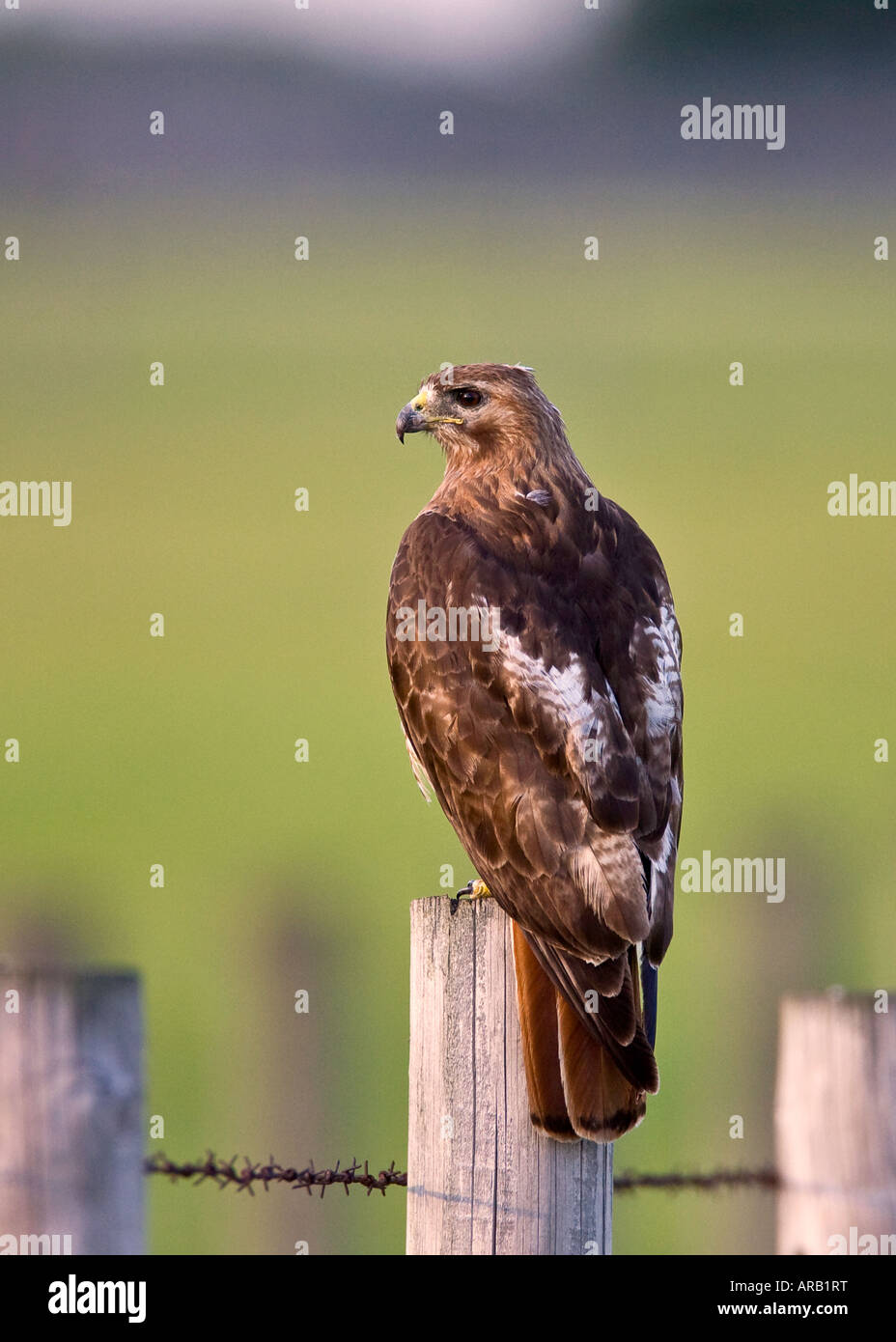 Hawk Sitting on Fence Stock Photo - Alamy