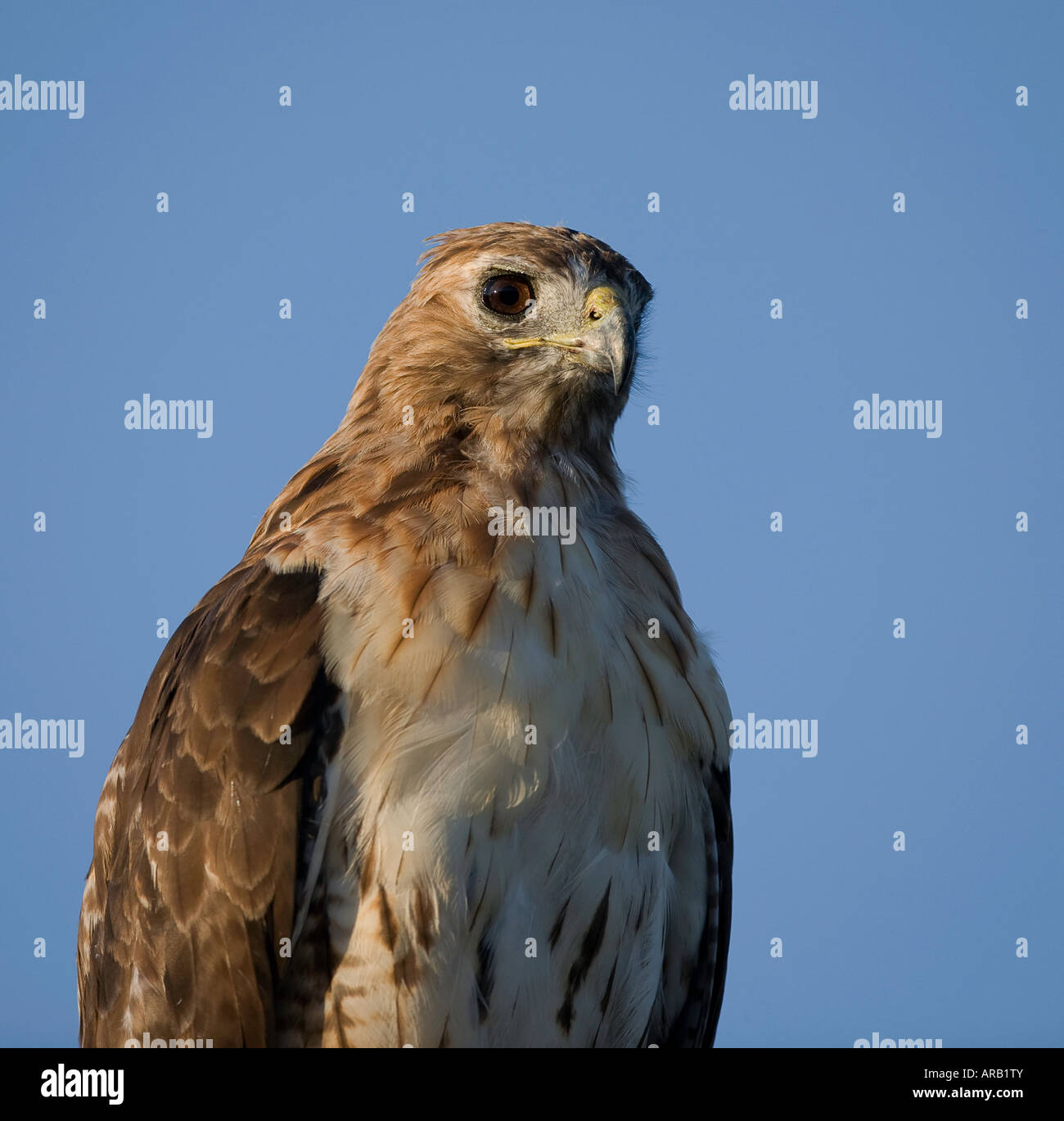 Red Tailed Hawk Stock Photo - Alamy