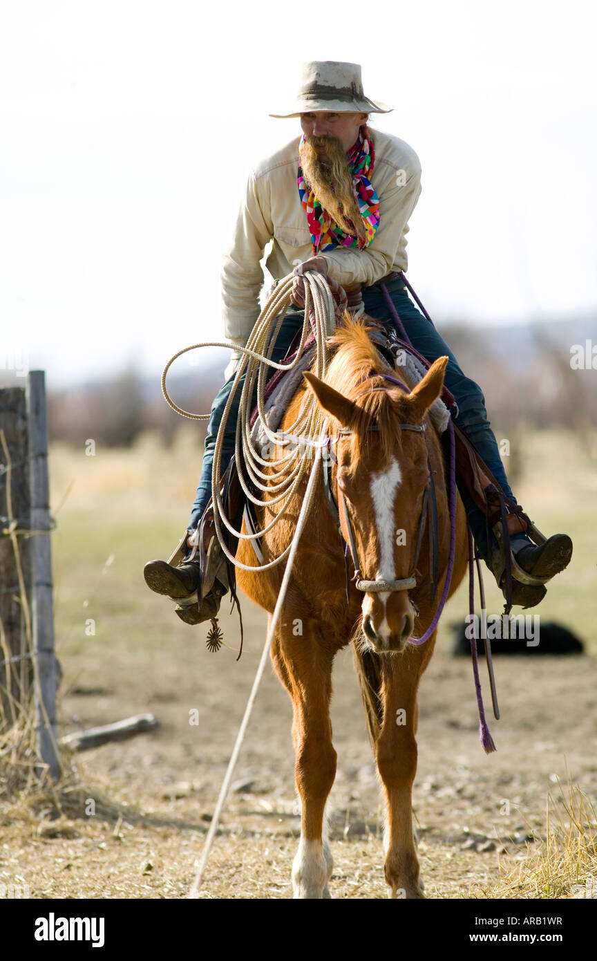 MR Duane a ranch hand on the Hanley Ranch works cows at the spring ...