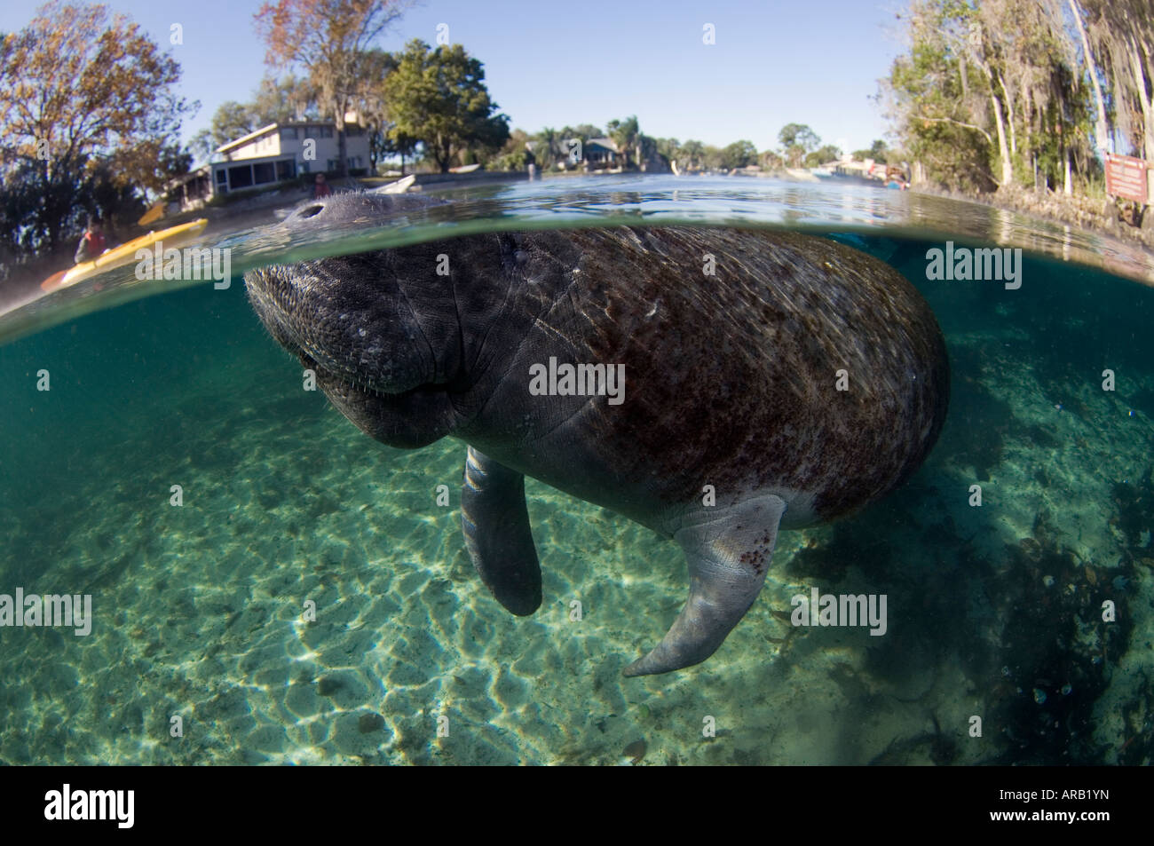 Florida Manatee Trichechus manatus latirostris photographed in Crystal ... Florida Manatee Trichechus manatus latirostris photographed in Crystal ...