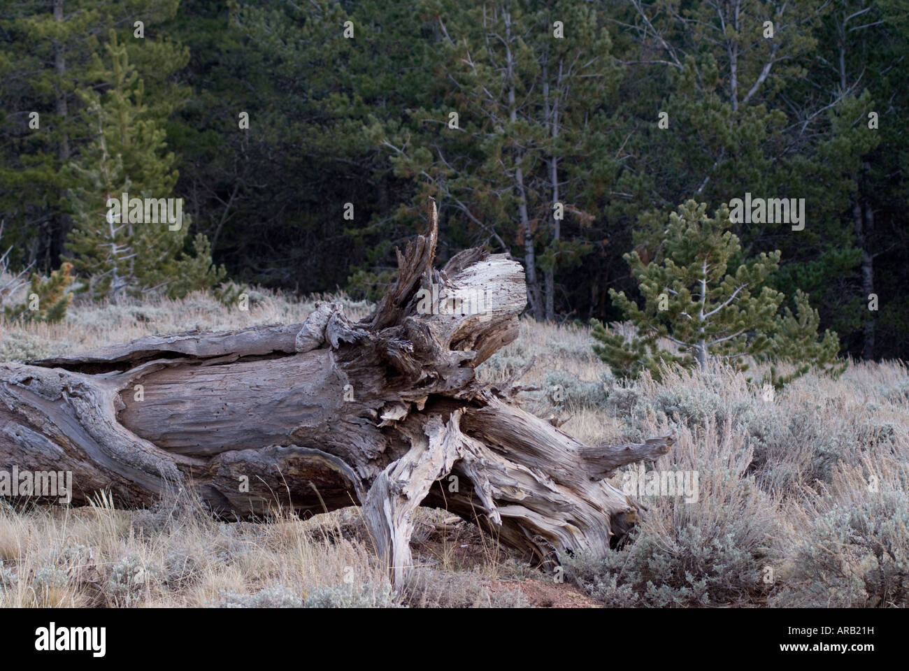 Uprooted tree in meadow Stock Photo - Alamy