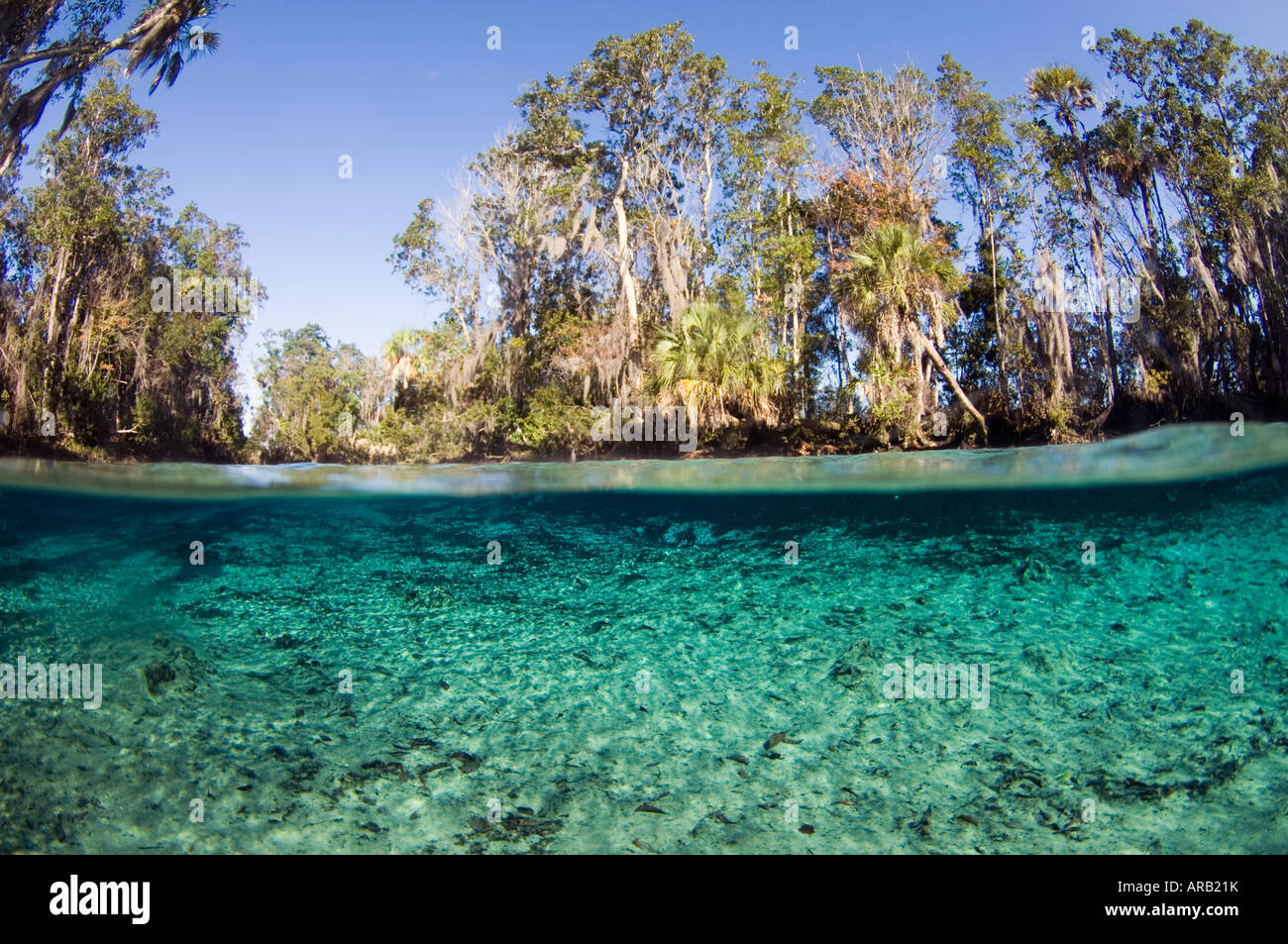Three Sisters Spring in Crystal River, FL, an important refuge for ...