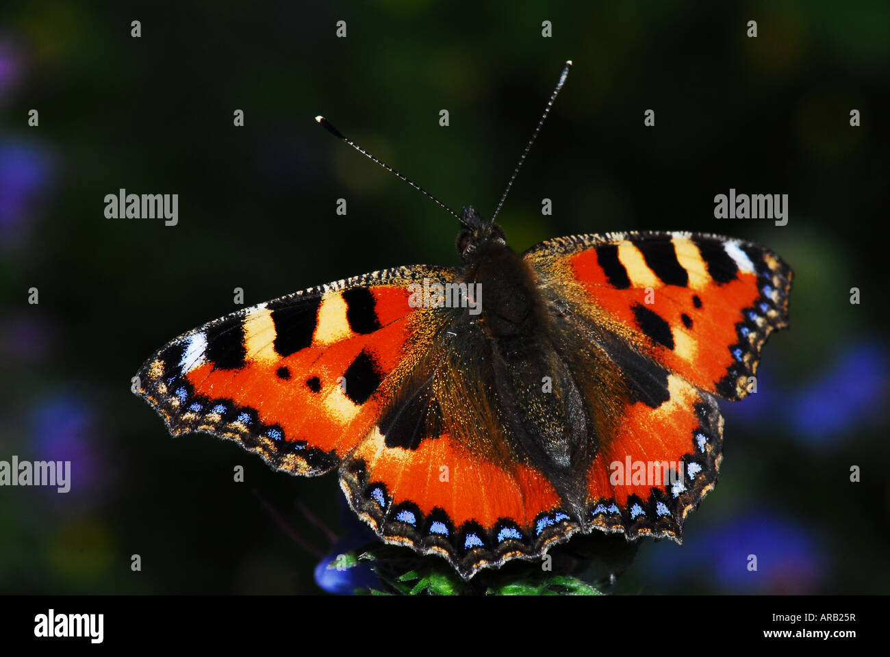 Butterfly - Shumen Plateau, Shumen, Bulgaria, Europe Stock Photo - Alamy
