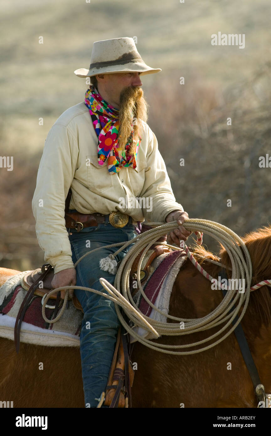 MR Duane a ranch hand on the Hanley Ranch works cows at the spring ...