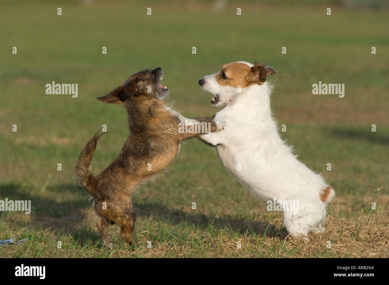 two small dogs playing Stock Photo - Alamy
