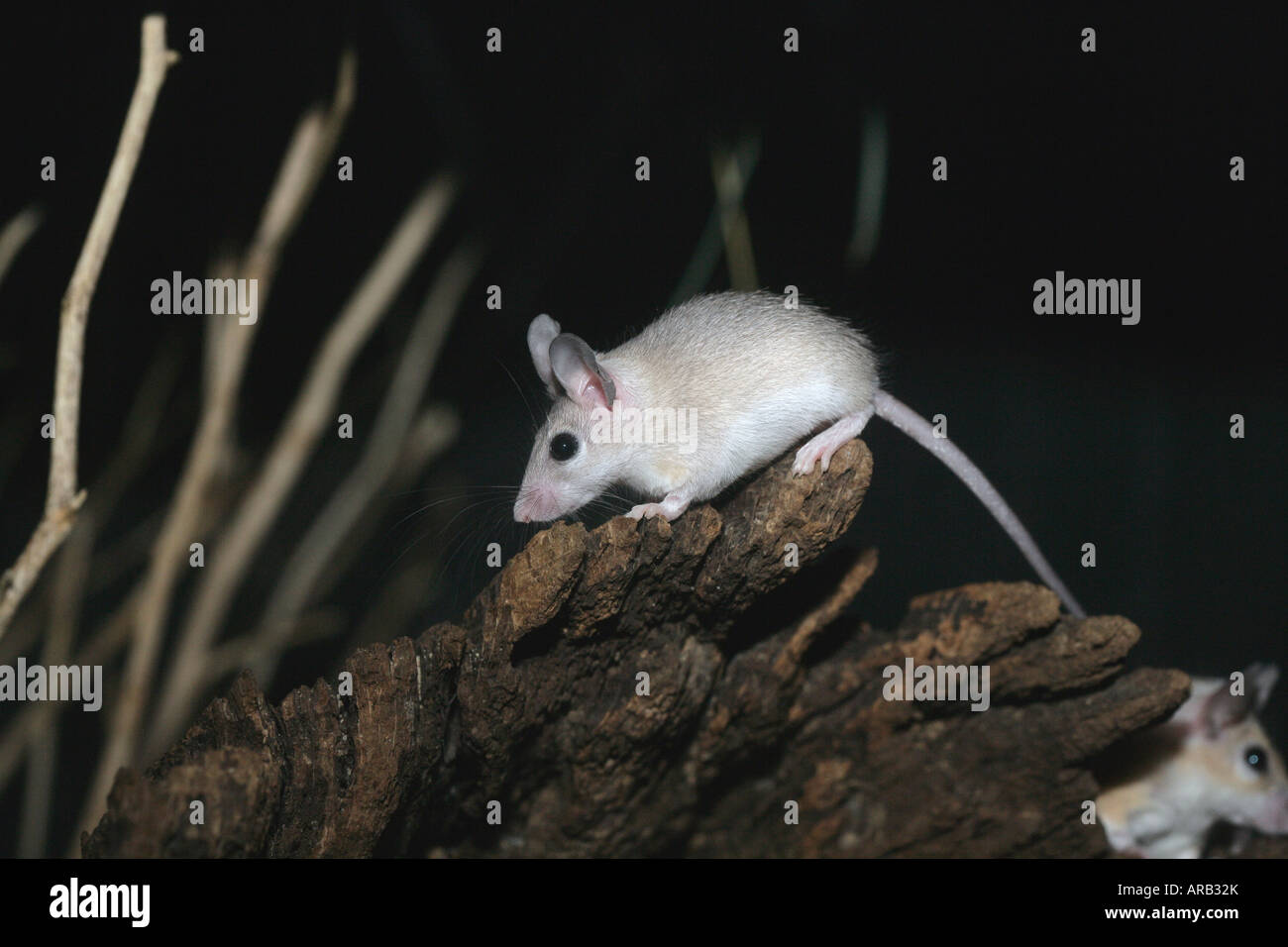Native mouse hi-res stock photography and images - Alamy