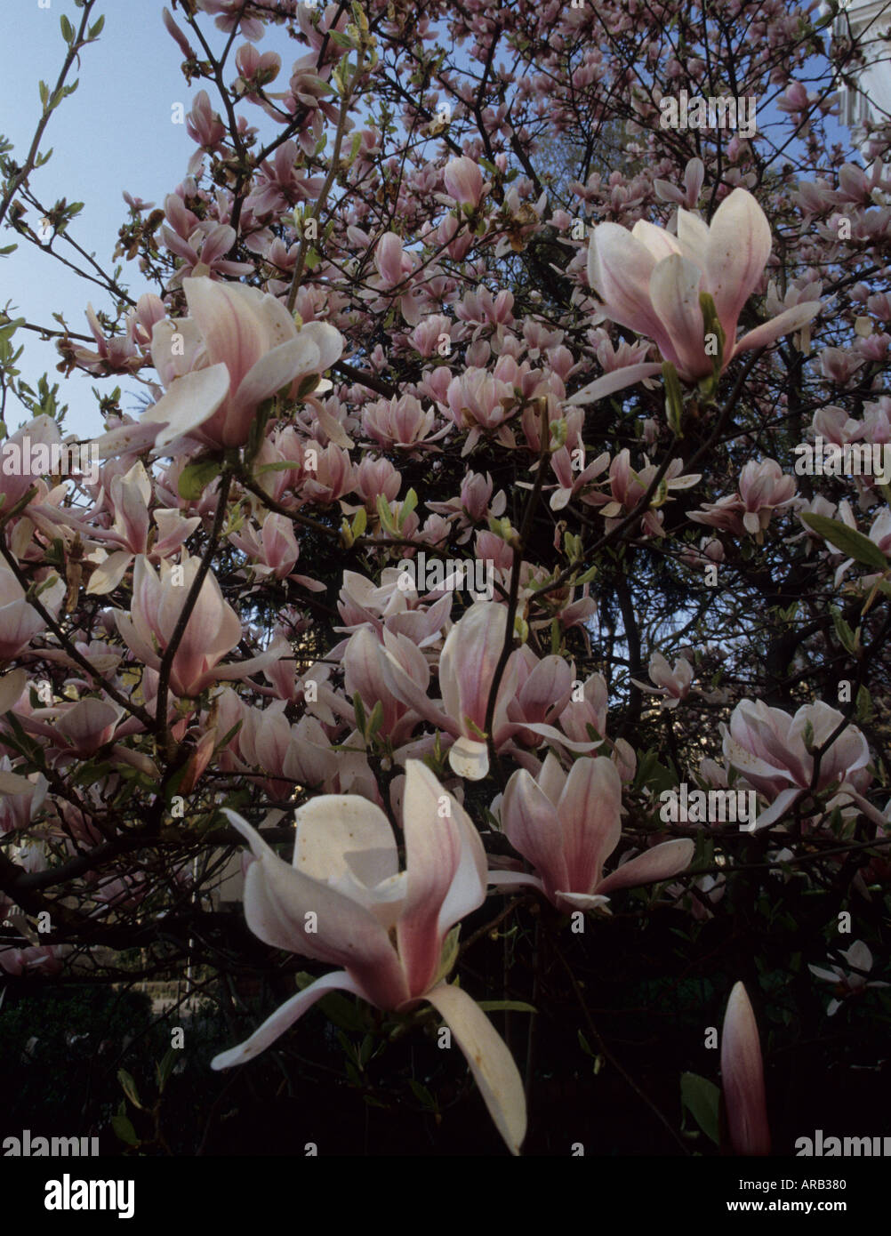 Mangolia tree hi-res stock photography and images - Alamy