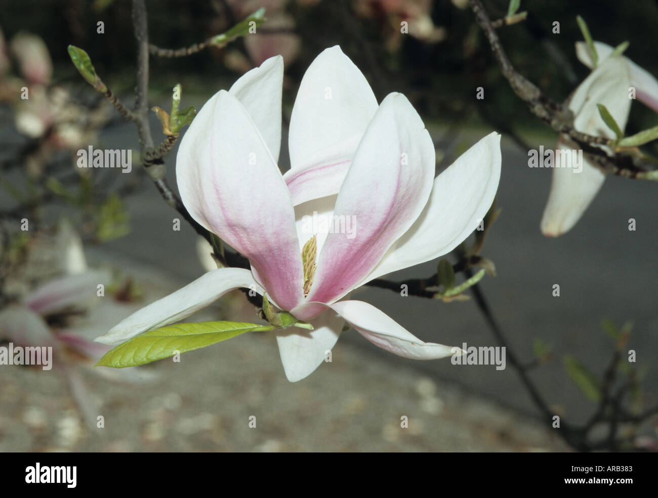 Mangolia hi-res stock photography and images - Alamy