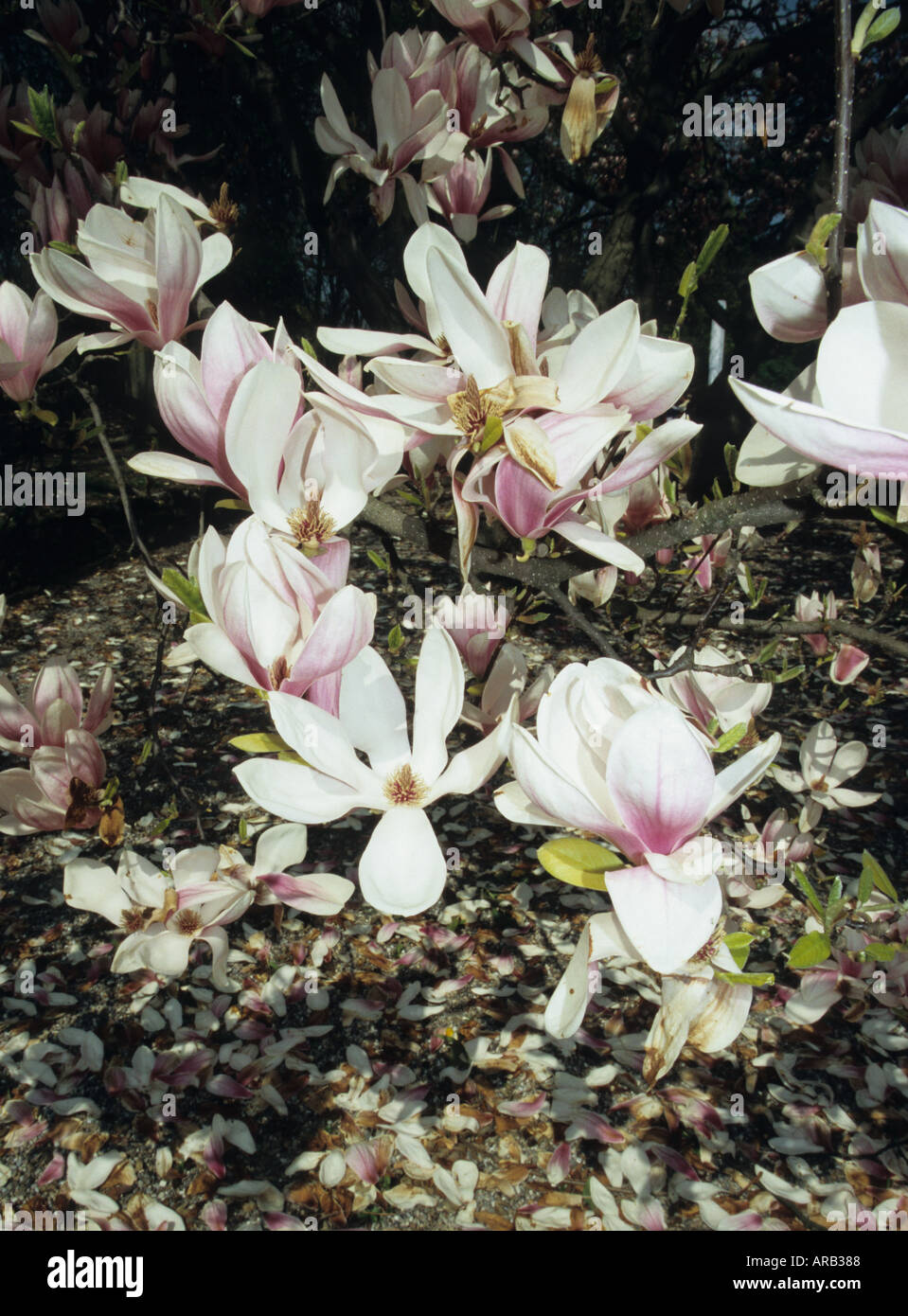 Mangolia tree hi-res stock photography and images - Alamy