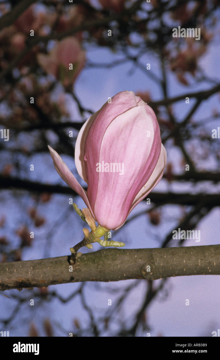 Mangolia tree hi-res stock photography and images - Alamy