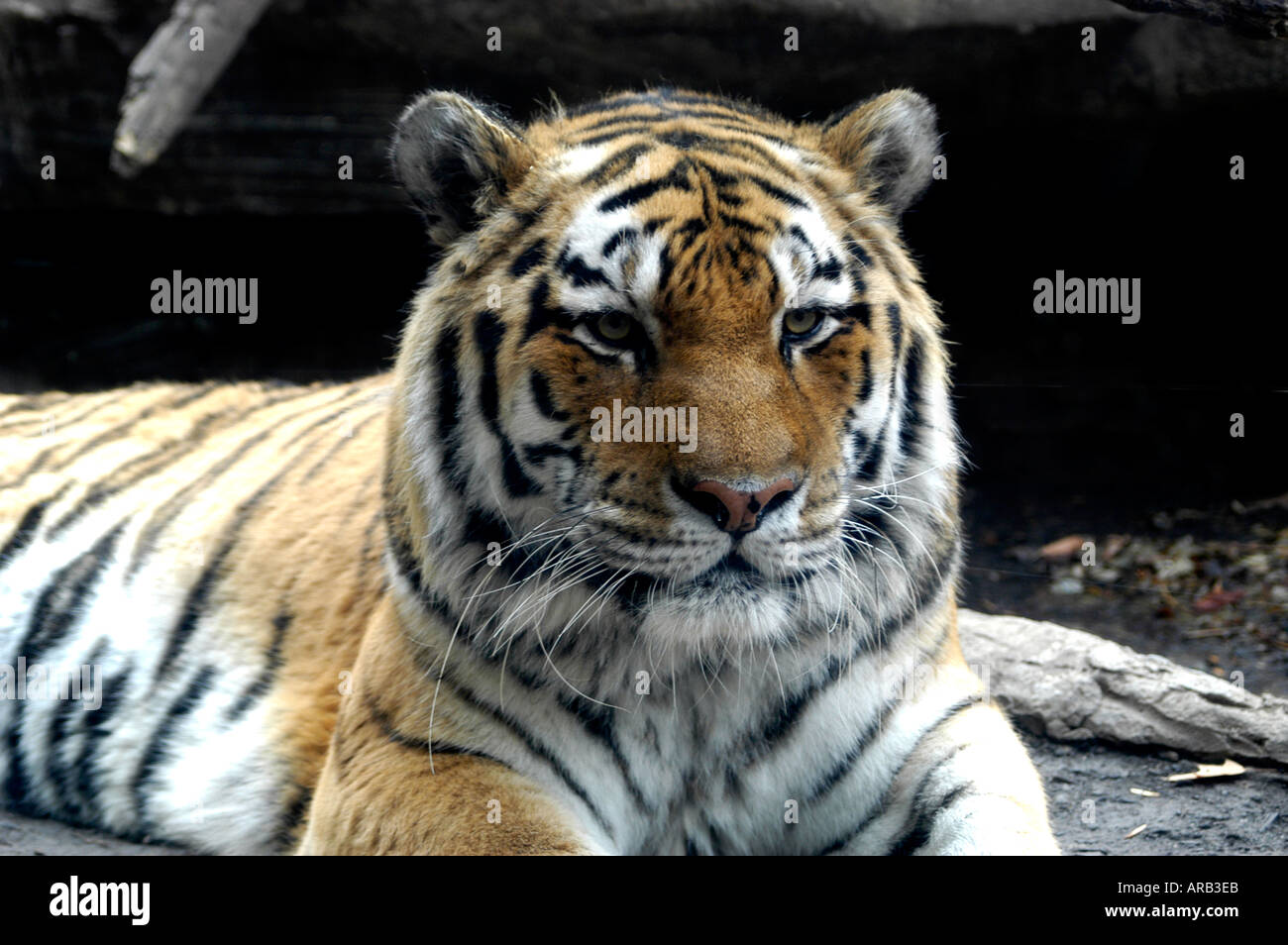 Captive Tiger resting Stock Photo - Alamy