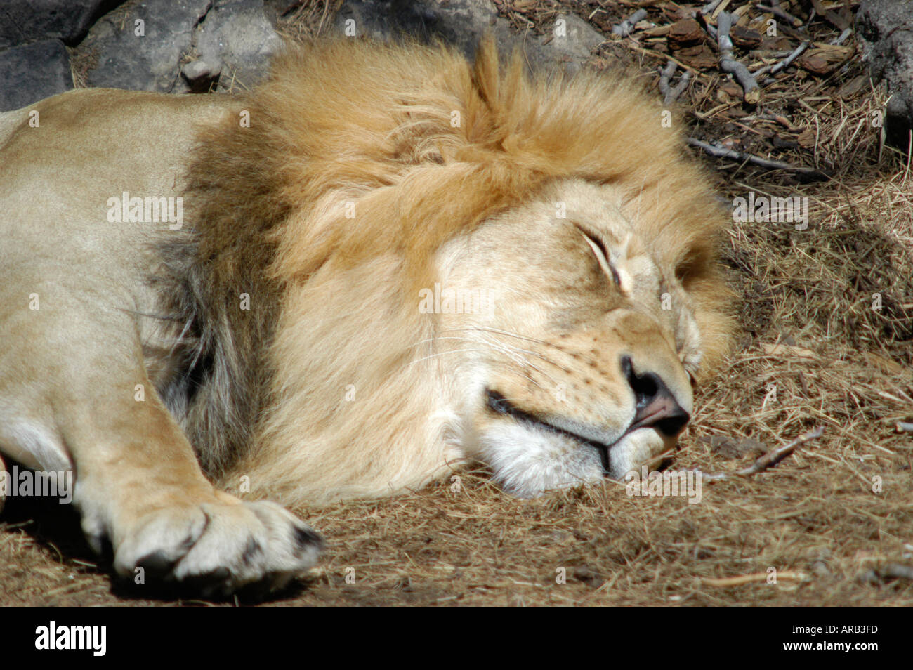African Lion sleeping Stock Photo - Alamy