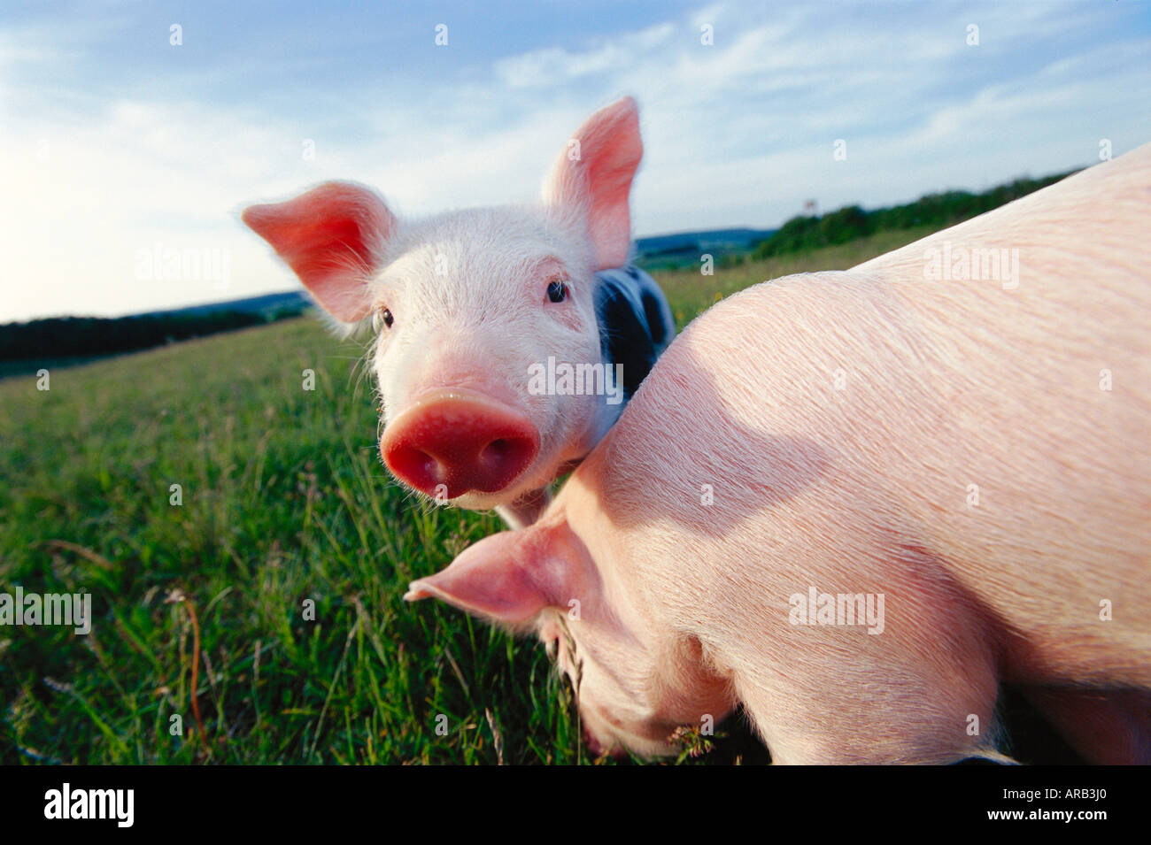 Pigs in Field Stock Photo - Alamy