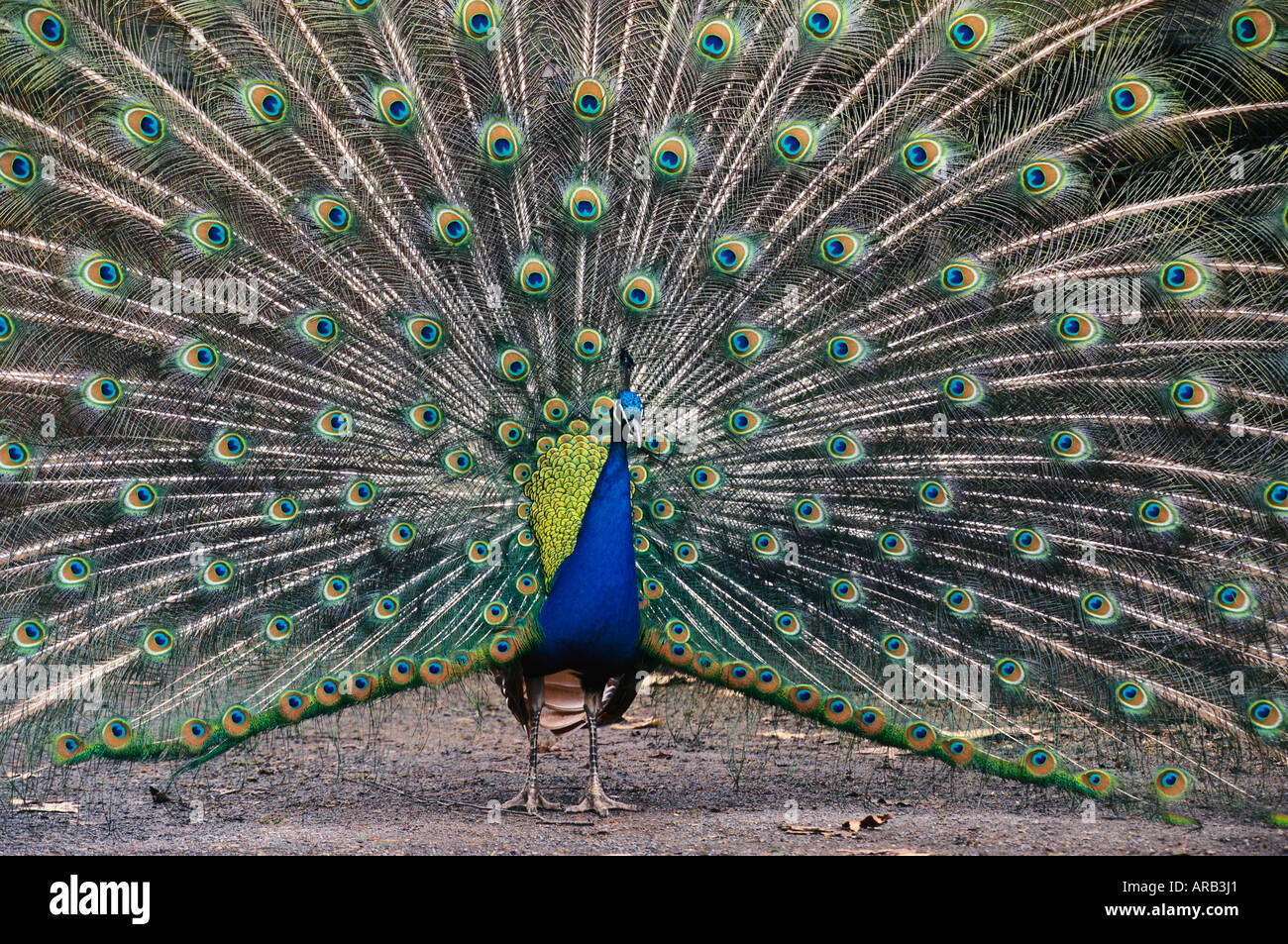 Peacock tail presentation hi-res stock photography and images - Alamy