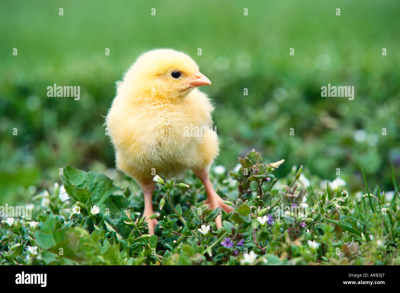 Jubilee chicken hi-res stock photography and images - Alamy